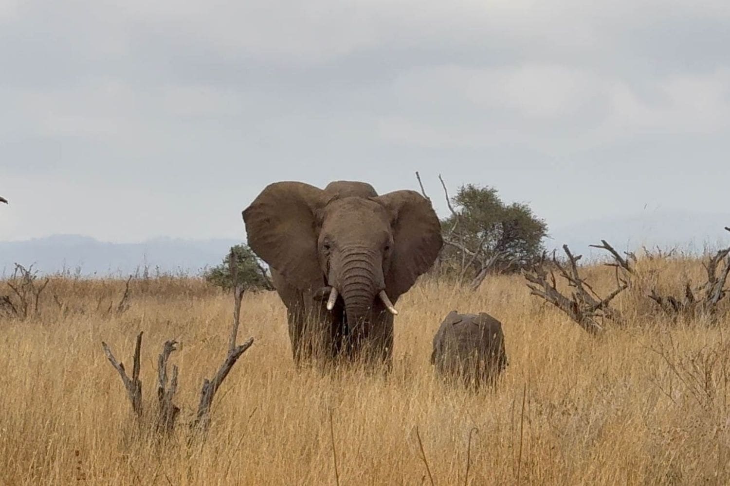 What Should You Bring for an African Safari? The Essential Carry-On ...